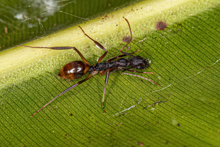 88 Animals That Start with O: From Observant Owls to Agile Ocelots ...