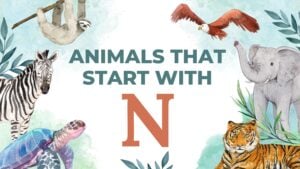 89 Animals That Start with N: From Nimble Newts to Notable Narwhals ...