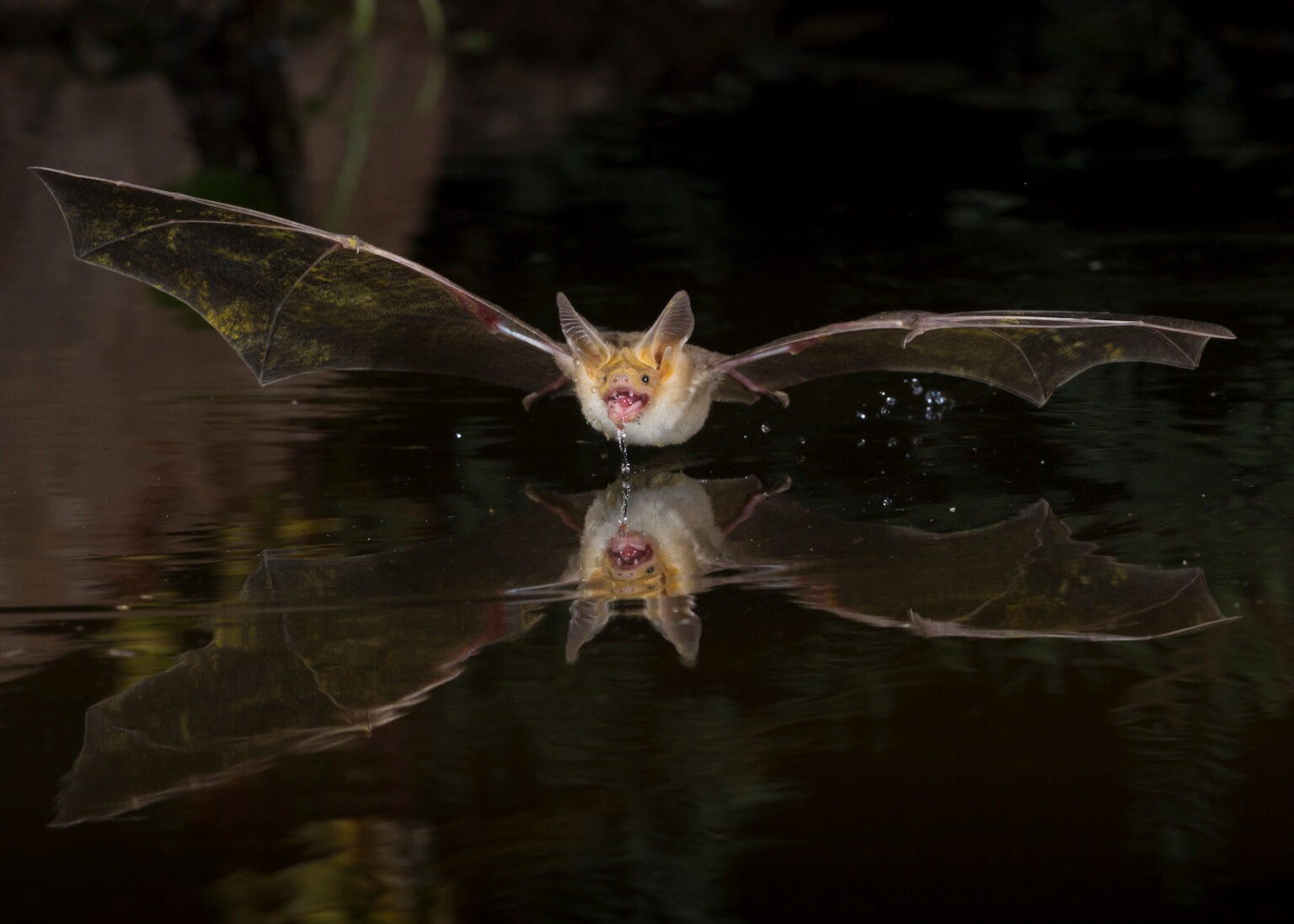 101 Animals That Start with P: From Swift Pumas to Striking Peacock ...