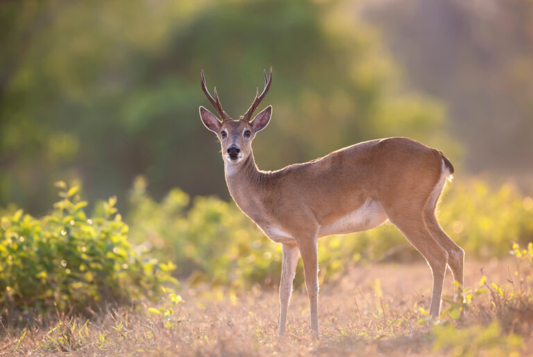 101 Animals That Start with P: From Swift Pumas to Striking Peacock ...