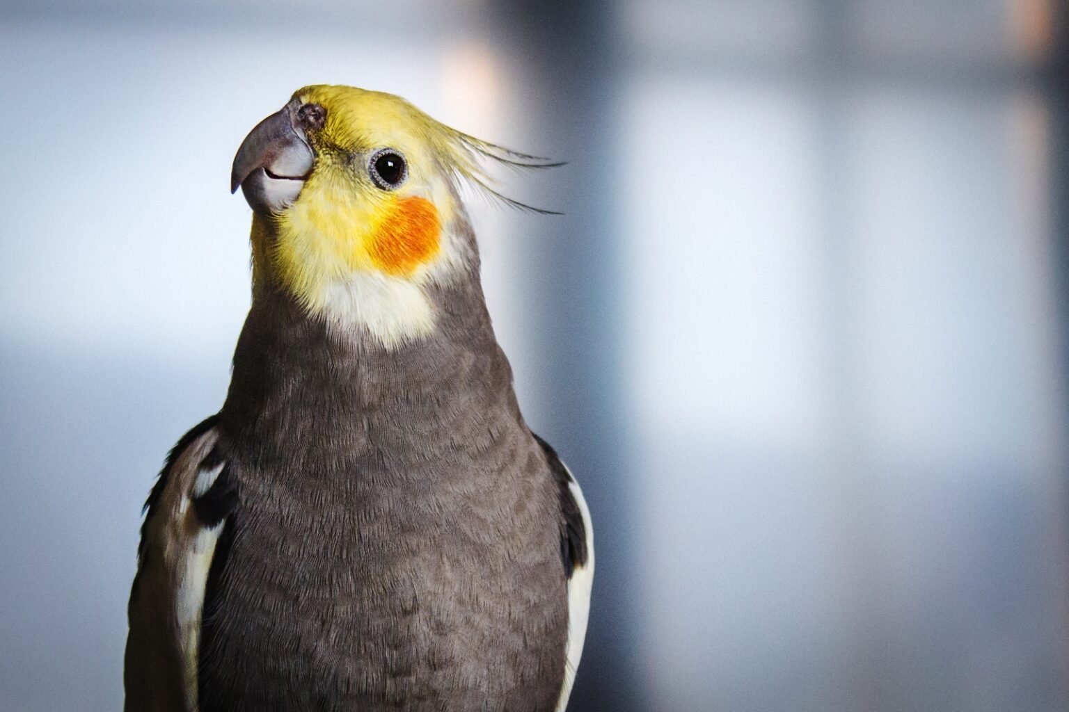 41 Animals That Start with Q: From Chatty Quaker Parrots to Cute ...
