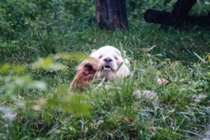 41 Animals That Start with Q: From Chatty Quaker Parrots to Cute ...