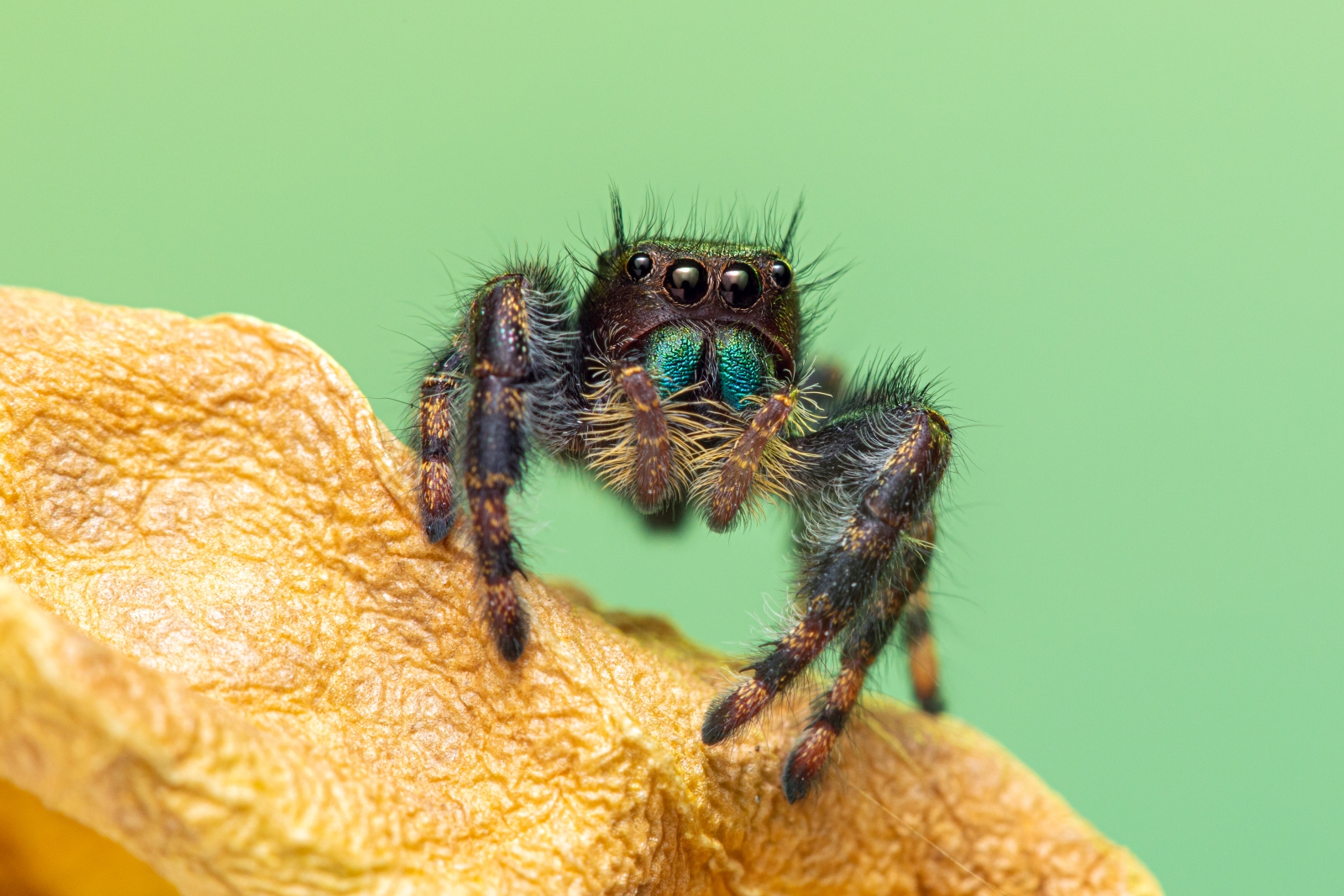 41 Animals That Start with Q: From Chatty Quaker Parrots to Cute ...