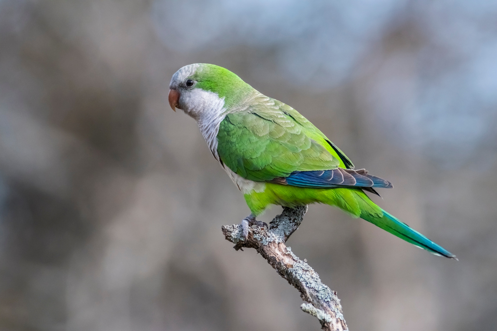 41 Animals That Start with Q: From Chatty Quaker Parrots to Cute ...