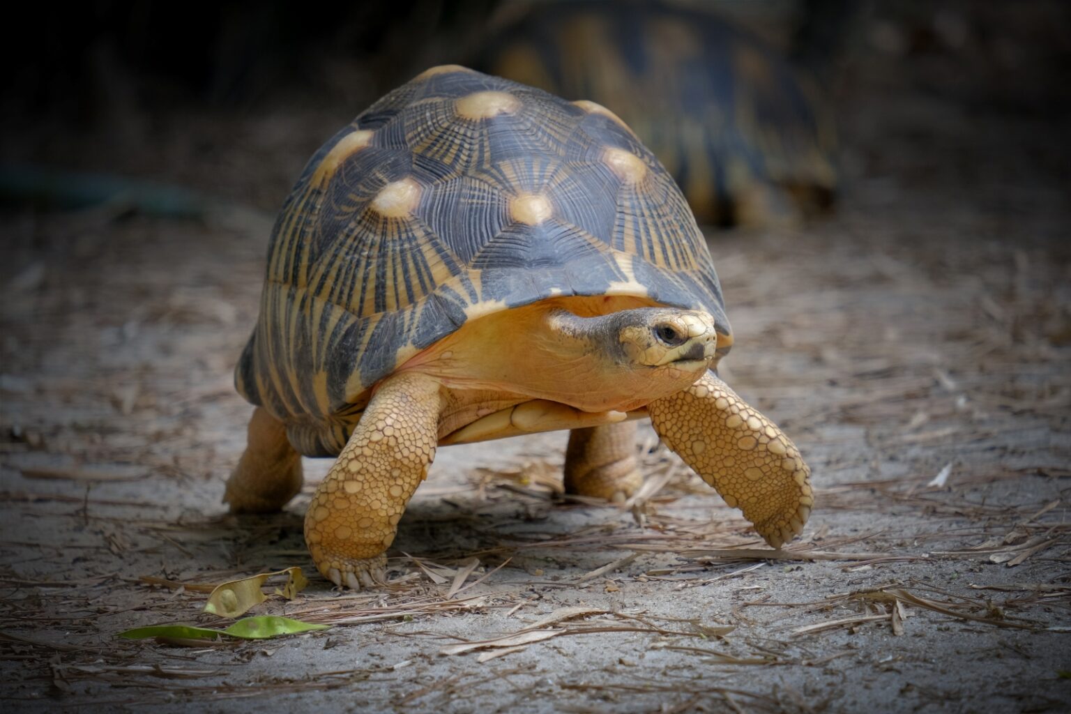 103 Animals That Start with R: From Sneaky Raccoons to Majestic ...