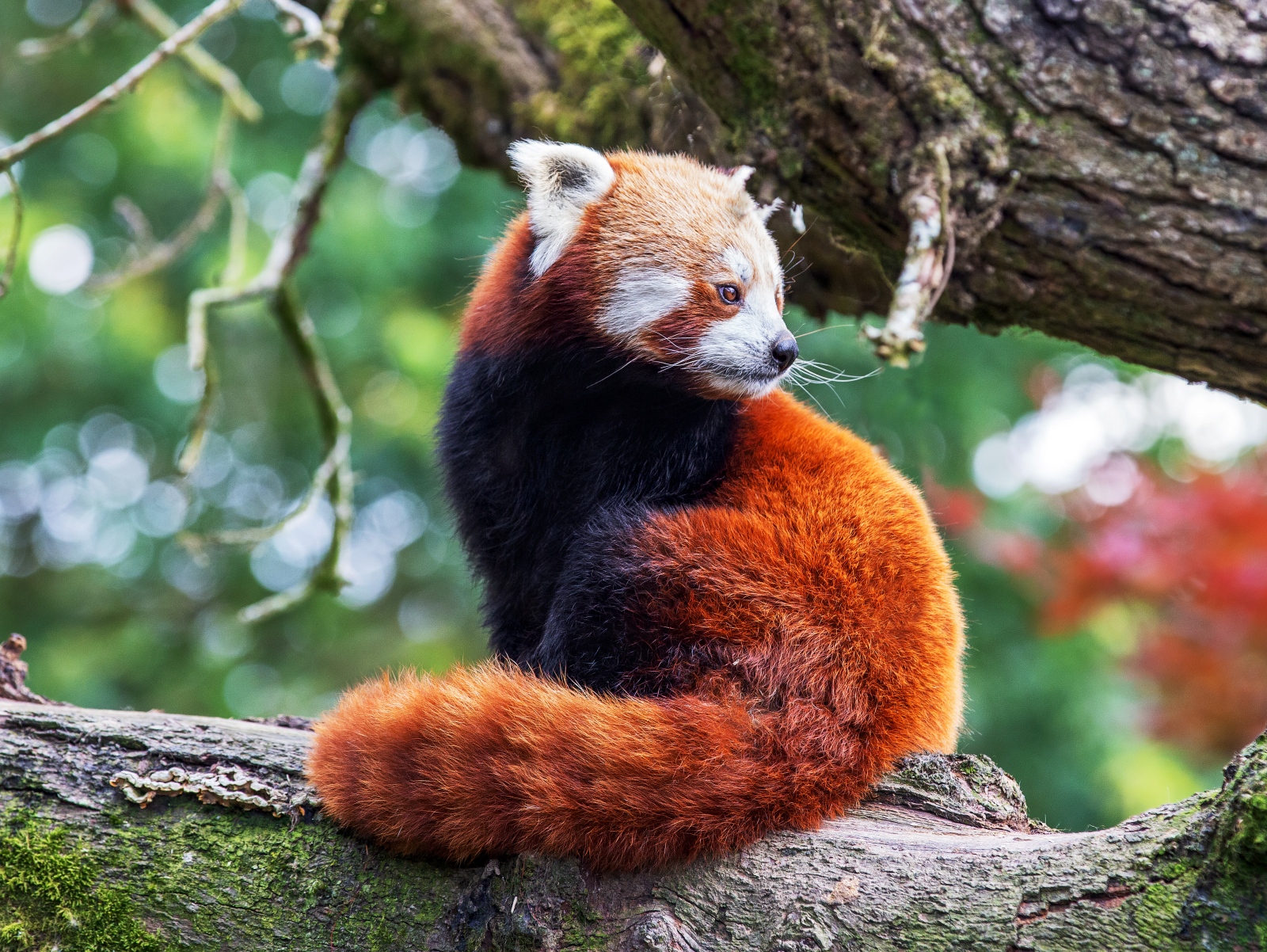 103 Animals That Start with R: From Sneaky Raccoons to Majestic ...