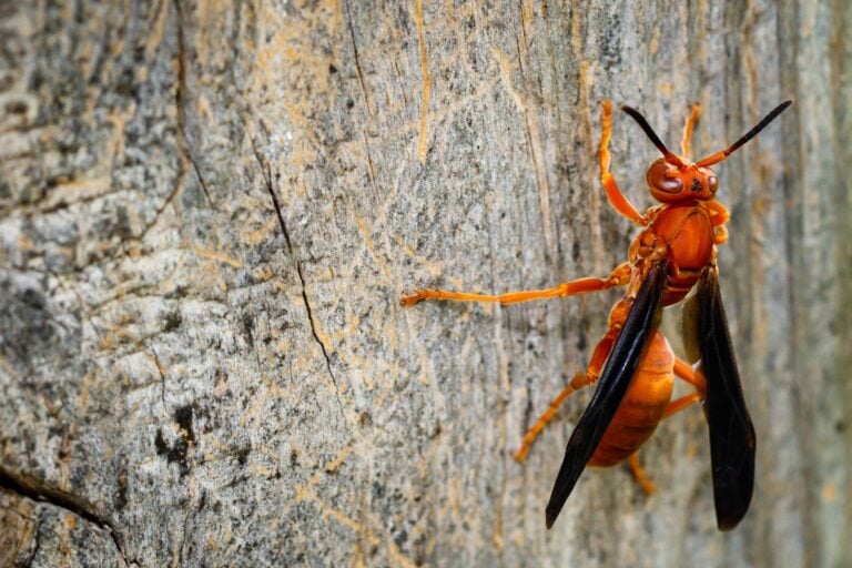 103 Animals That Start with R: From Sneaky Raccoons to Majestic ...