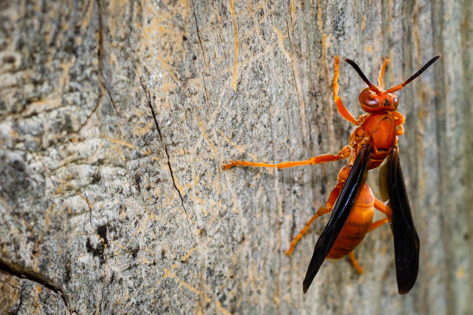 103 Animals That Start with R: From Sneaky Raccoons to Majestic ...