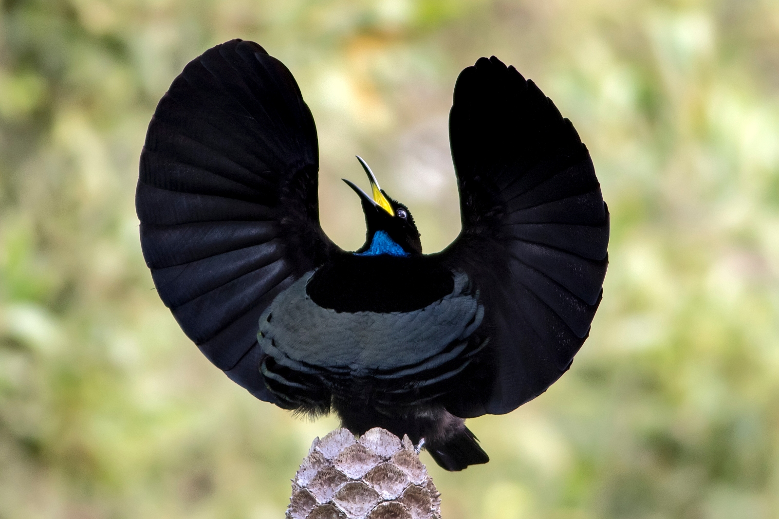 41 Animals That Start with Q: From Chatty Quaker Parrots to Cute ...