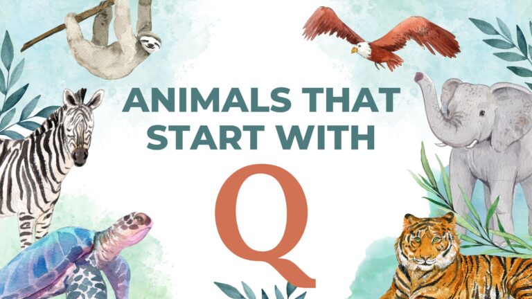 41 Animals That Start with Q: From Chatty Quaker Parrots to Cute ...