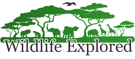 List of Animals (A-Z) – Wildlife Explored