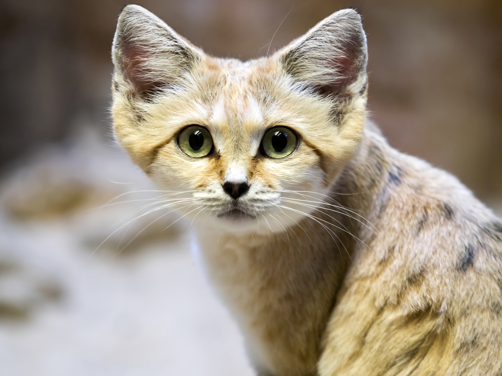 104 Animals That Start with S: From Vivid Scarlet Macaws to Fuzzy Sugar ...