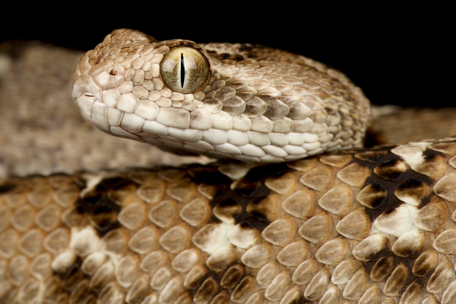 104 Animals That Start with S: From Vivid Scarlet Macaws to Fuzzy Sugar ...
