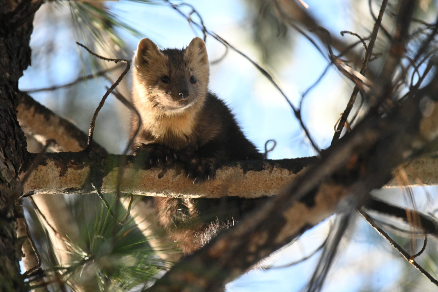 104 Animals That Start with S: From Vivid Scarlet Macaws to Fuzzy Sugar ...
