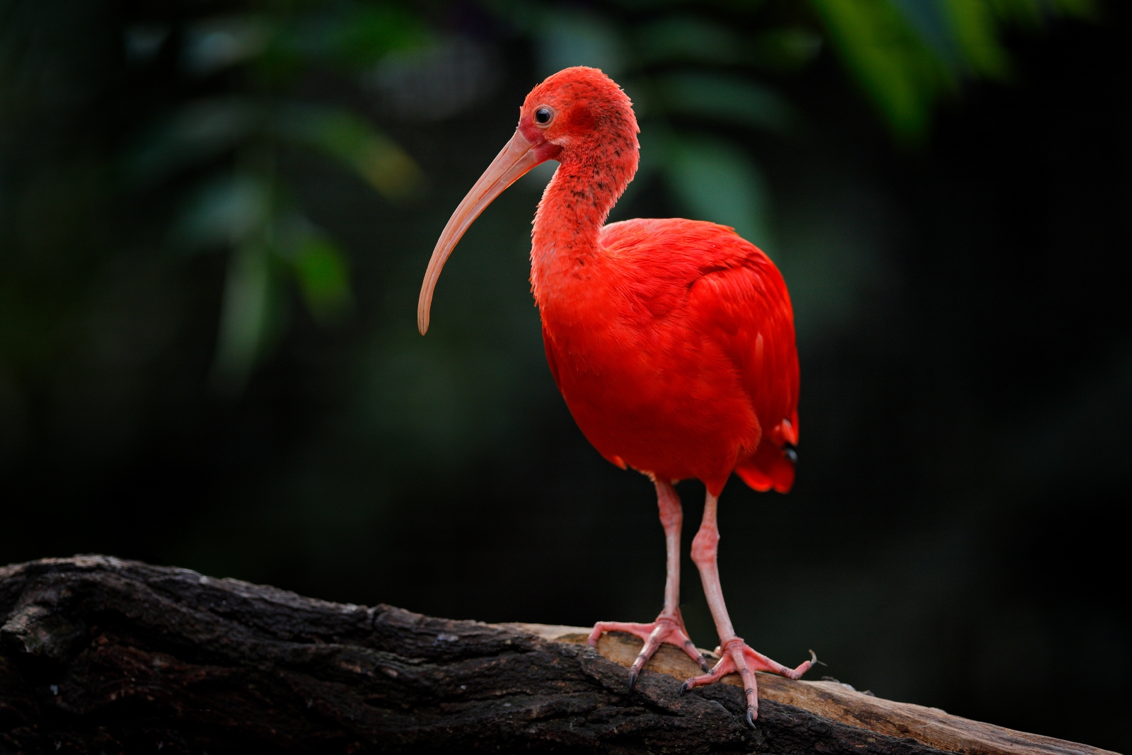 104 Animals That Start with S: From Vivid Scarlet Macaws to Fuzzy Sugar ...