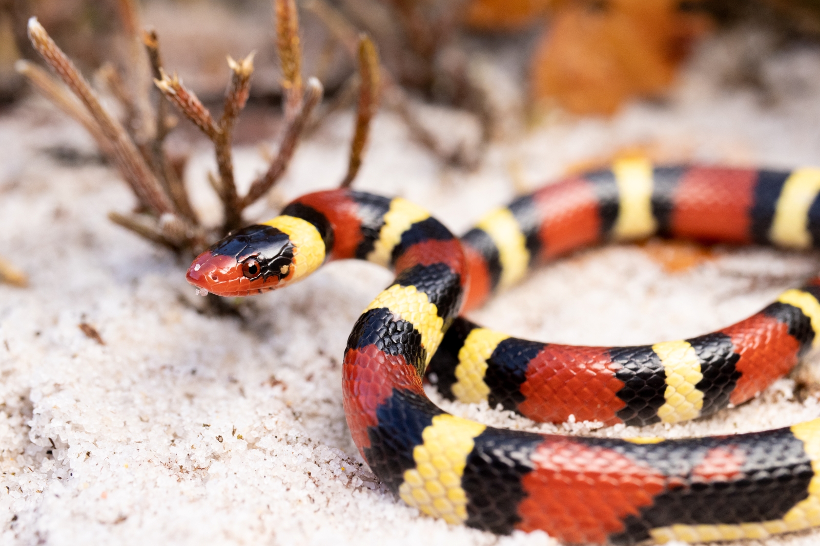 104 Animals That Start with S: From Vivid Scarlet Macaws to Fuzzy Sugar ...