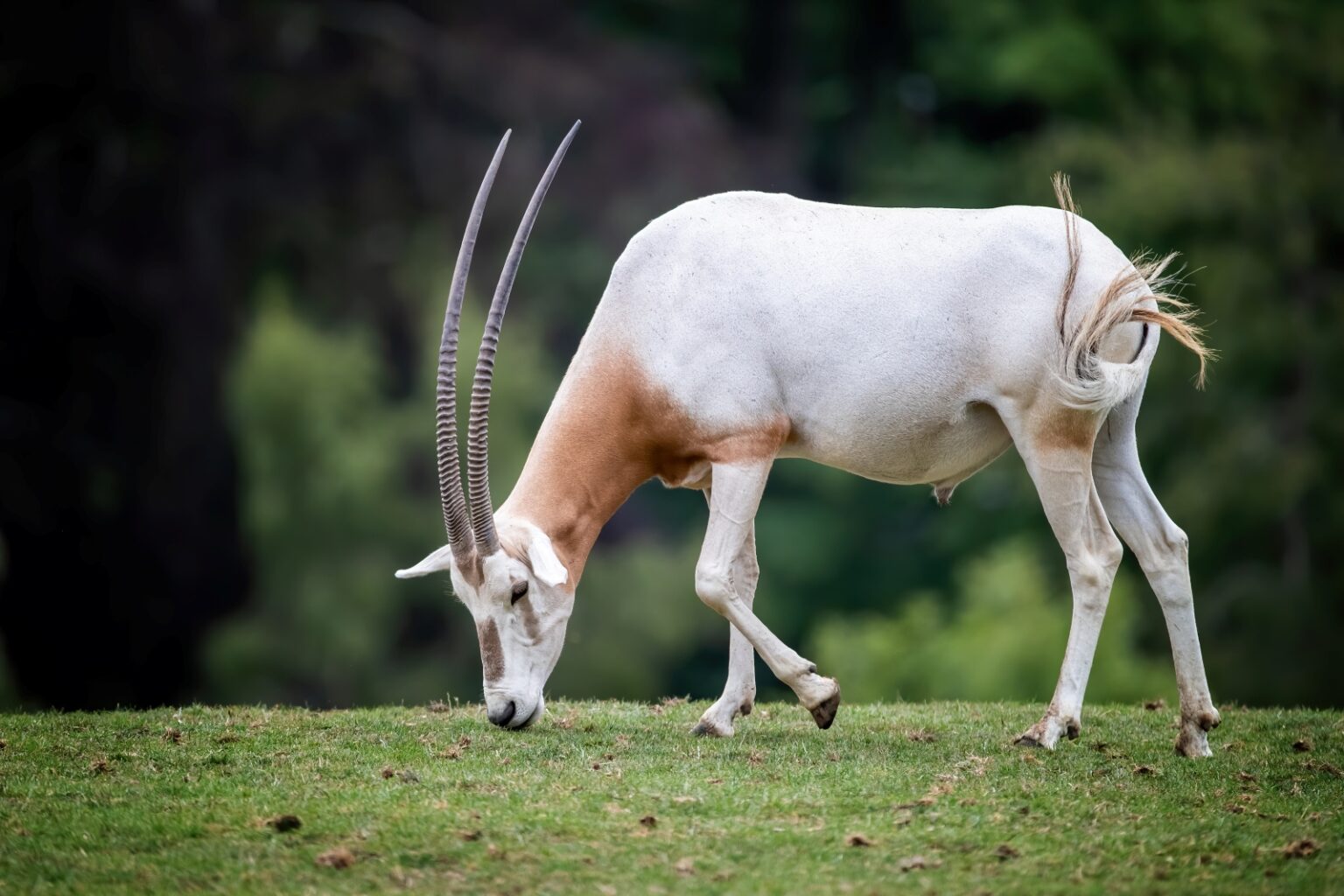 104 Animals That Start with S: From Vivid Scarlet Macaws to Fuzzy Sugar ...