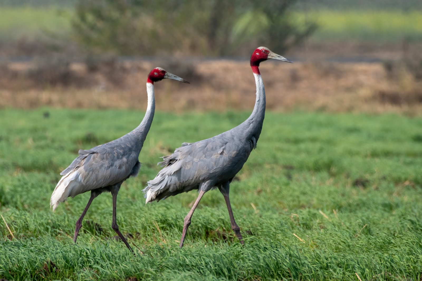104 Animals That Start with S: From Vivid Scarlet Macaws to Fuzzy Sugar ...
