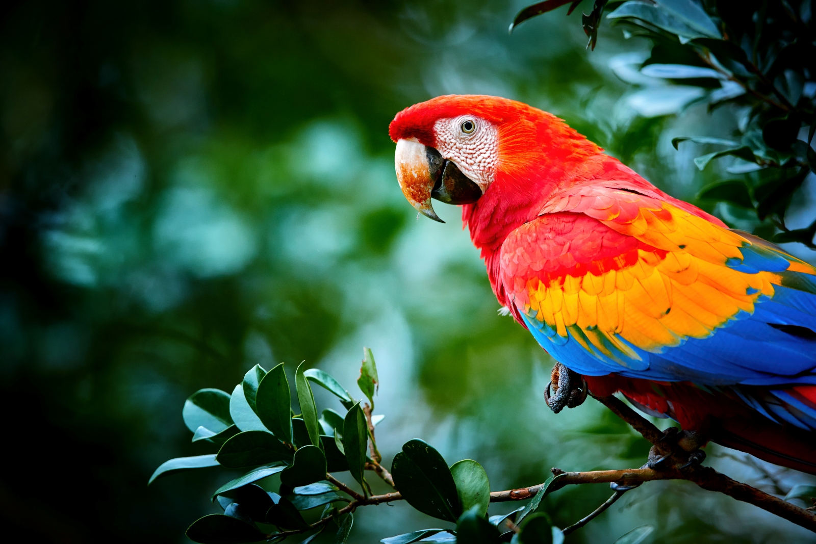 104 Animals That Start with S: From Vivid Scarlet Macaws to Fuzzy Sugar ...