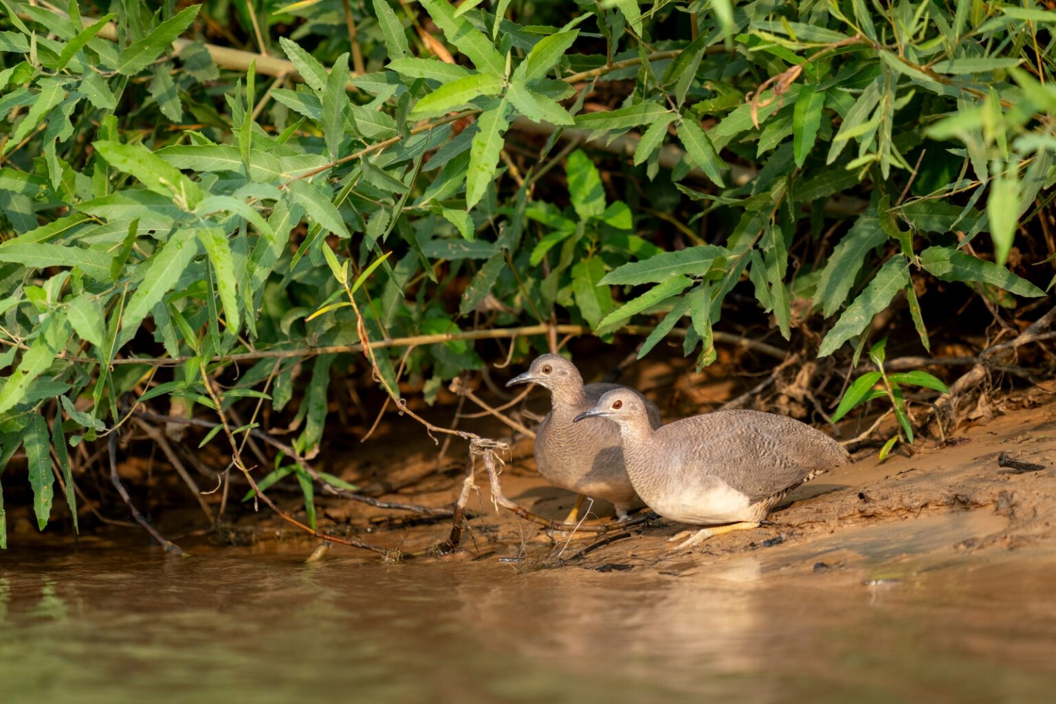 42 Animals That Start with U: From Dainty Ulysses Butterflies to Rugged ...