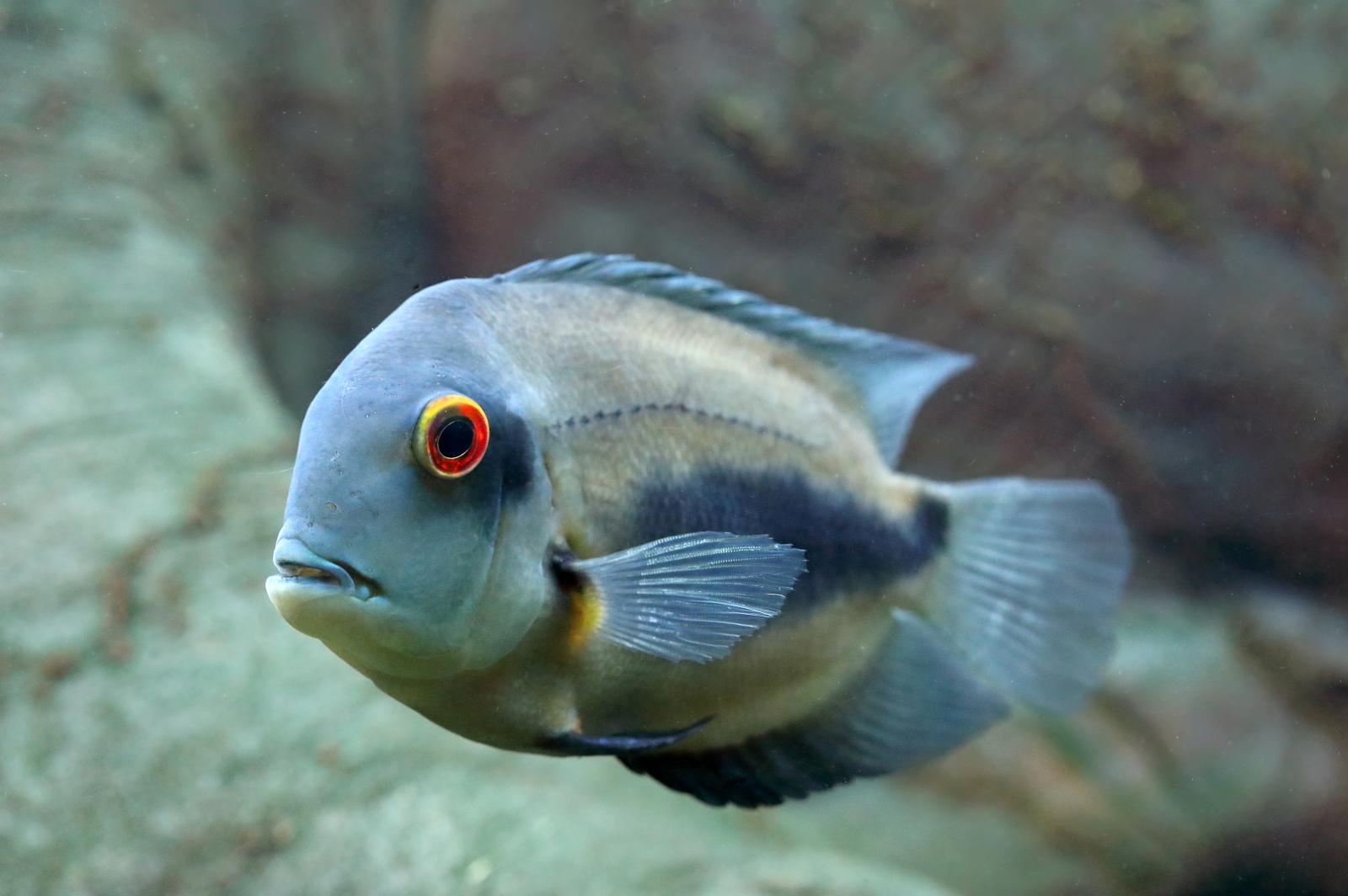 42 Animals That Start with U: From Dainty Ulysses Butterflies to Rugged ...