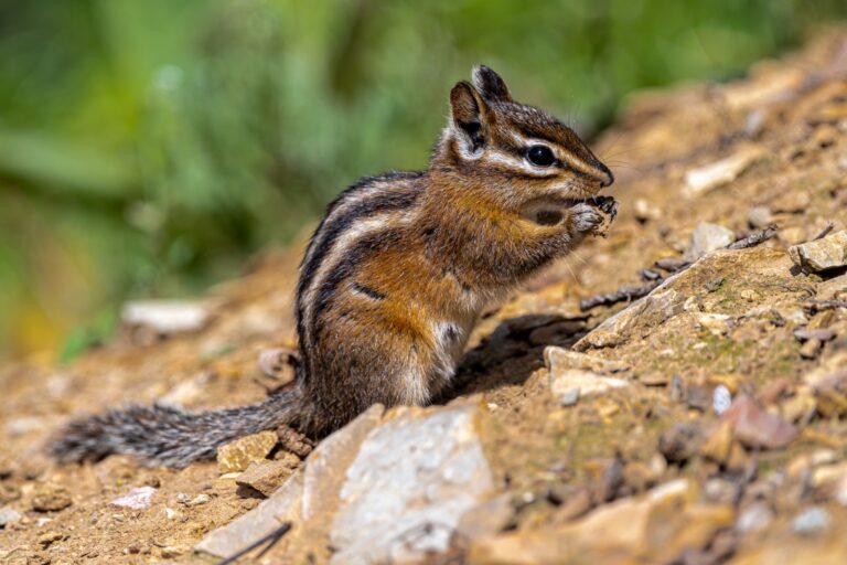 42 Animals That Start with U: From Dainty Ulysses Butterflies to Rugged ...